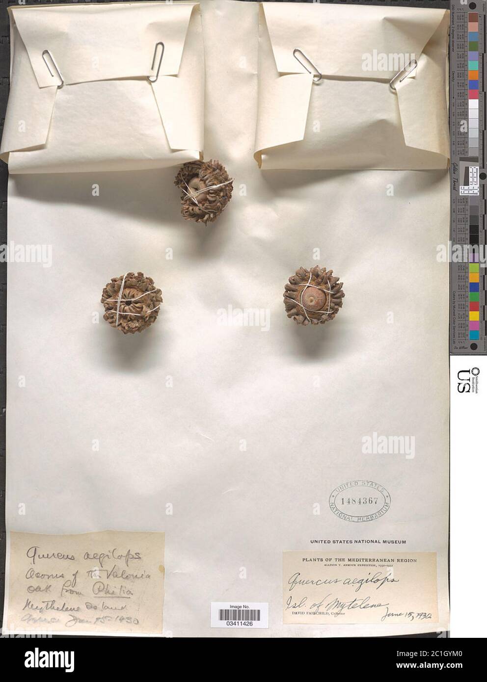 Quercus aegilops Banque de photographies et d’images à haute résolution ...