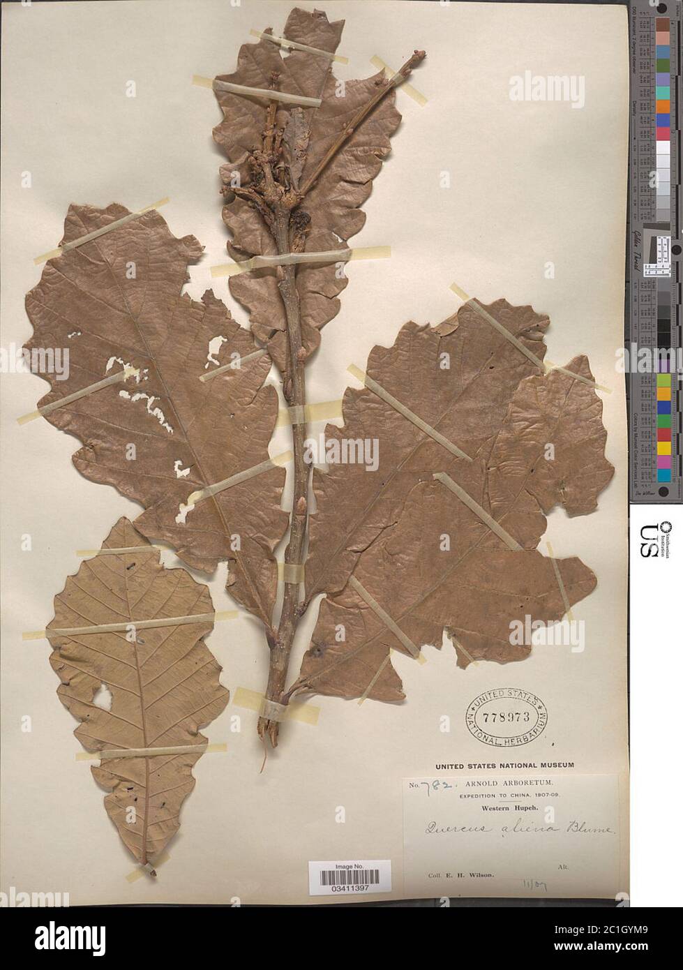 Quercus aliena Banque de photographies et d’images à haute résolution ...