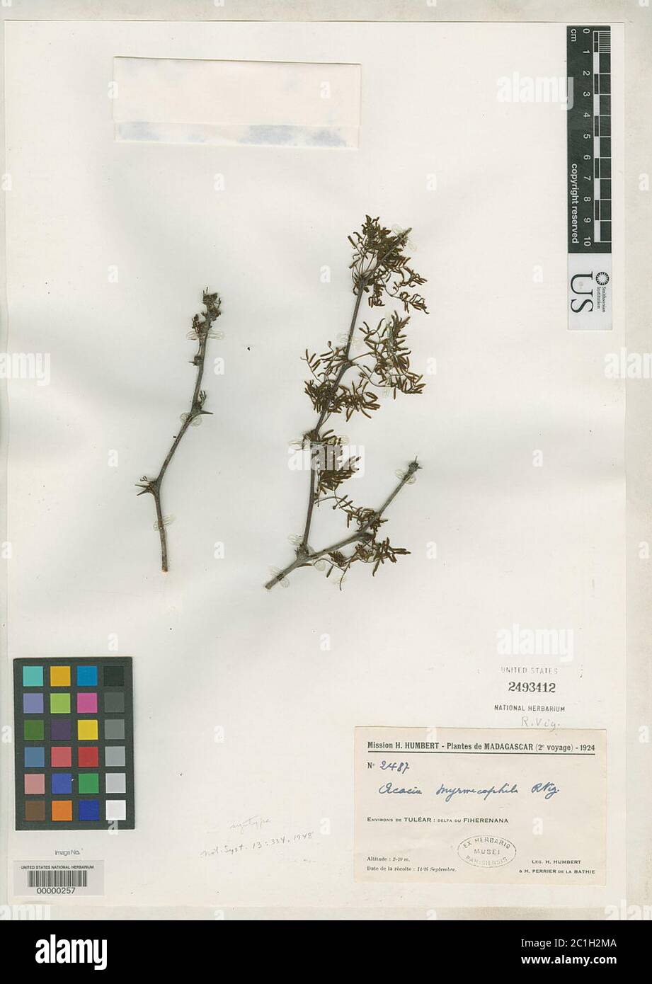 Acacia ant Banque de photographies et d’images à haute résolution - Alamy