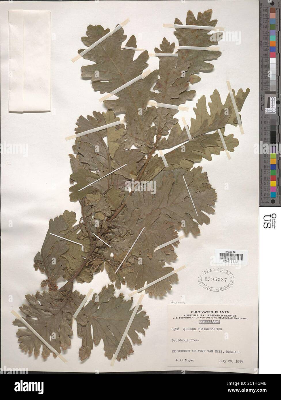 Quercus frainetto Banque de photographies et d’images à haute ...