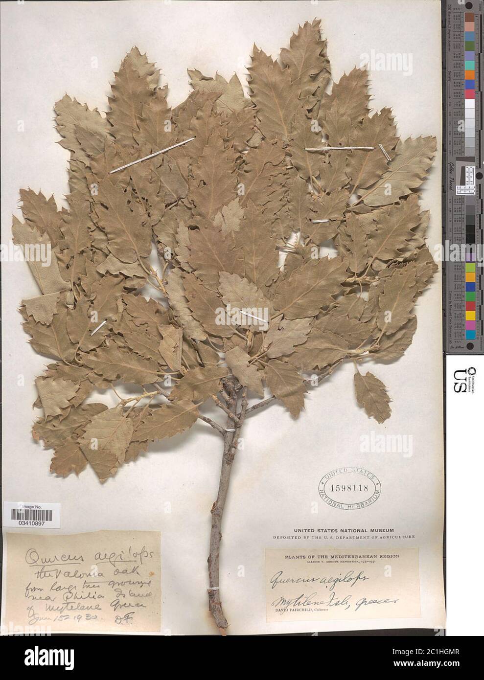 Quercus aegilops Banque de photographies et d’images à haute résolution ...