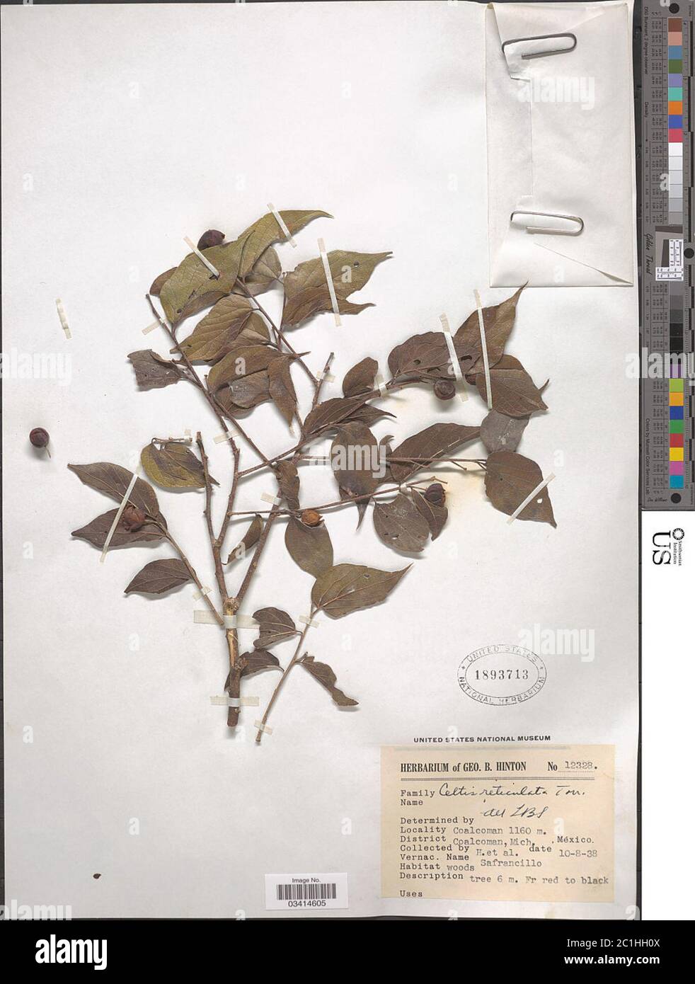 Celtis reticulata Banque de photographies et d’images à haute ...