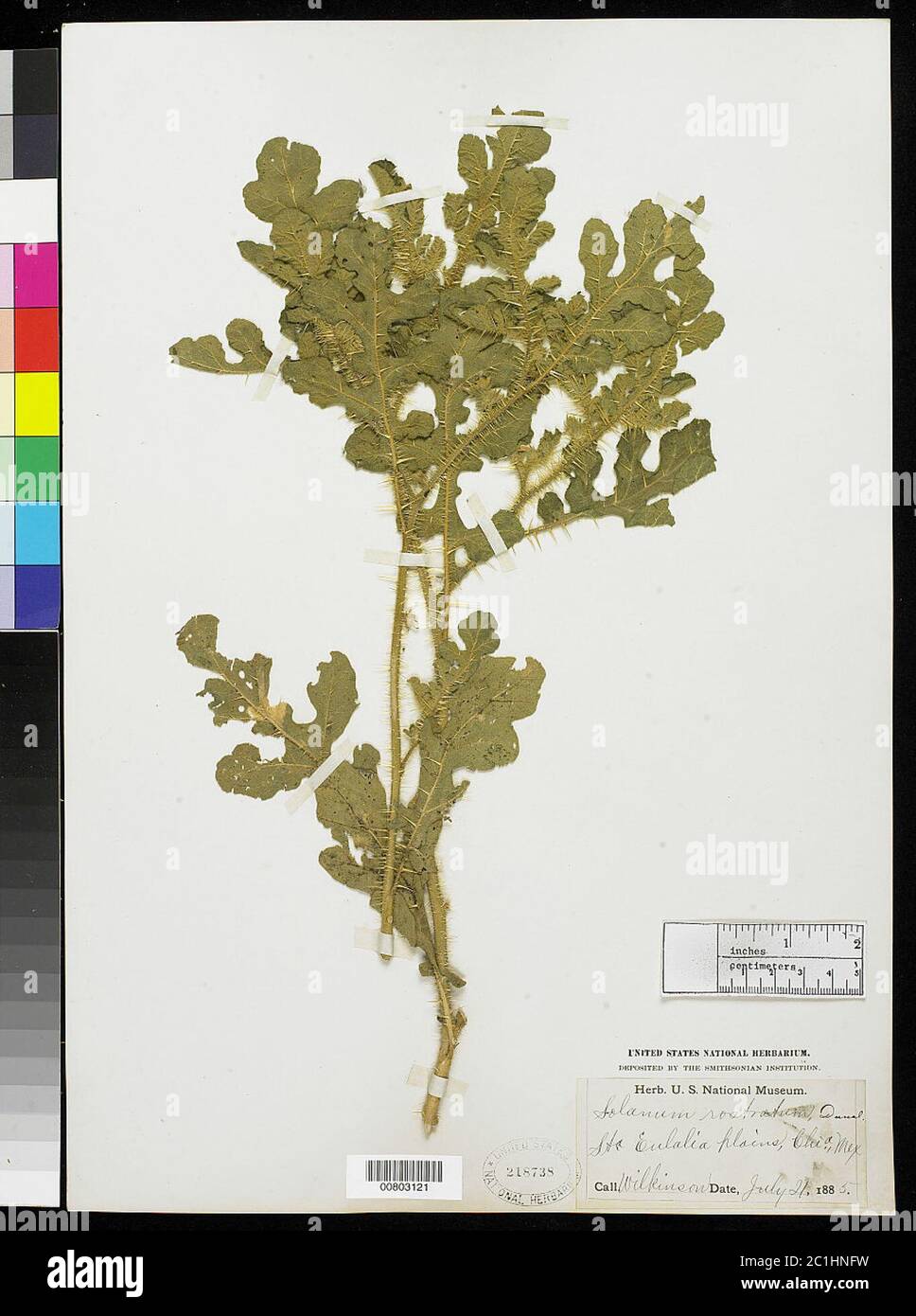 Solanum rostratum Banque de photographies et d’images à haute ...