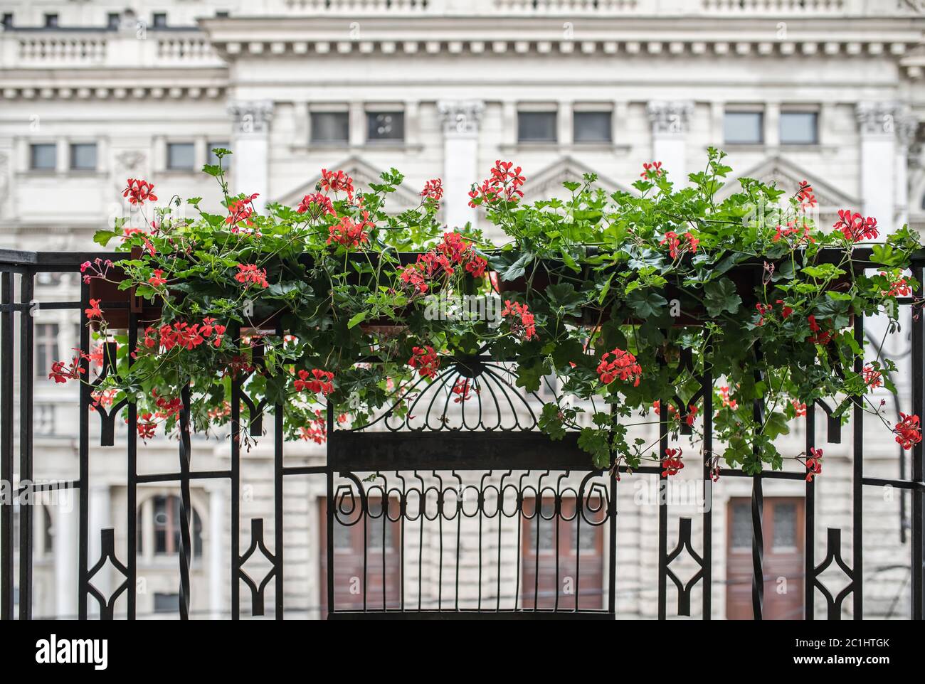 Plantes et fleurs vertes Banque de photographies et d’images à haute ...