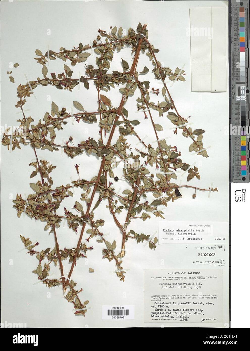 Fuchsia microphylla subsp microphylla Banque de photographies et d ...
