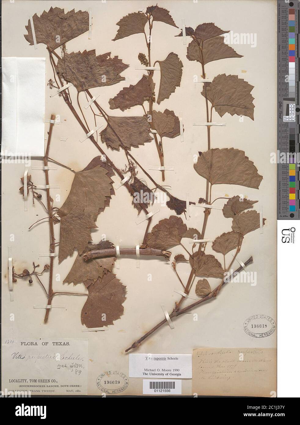 Vitis rupestris Banque de photographies et d’images à haute résolution ...