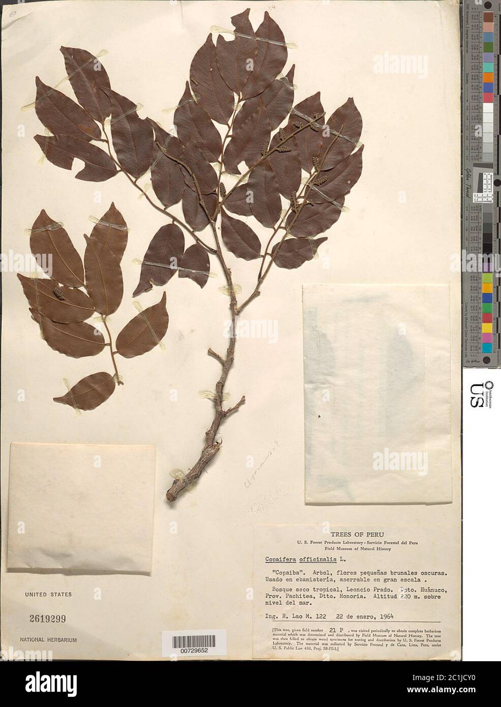 Copaifera officinalis Banque de photographies et d’images à haute ...