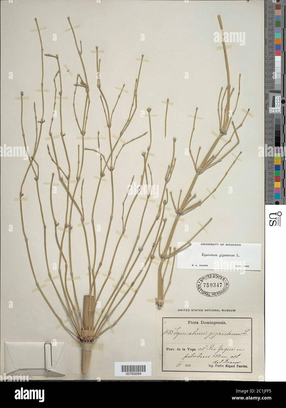 Equisetum giganteum Banque de photographies et d’images à haute ...