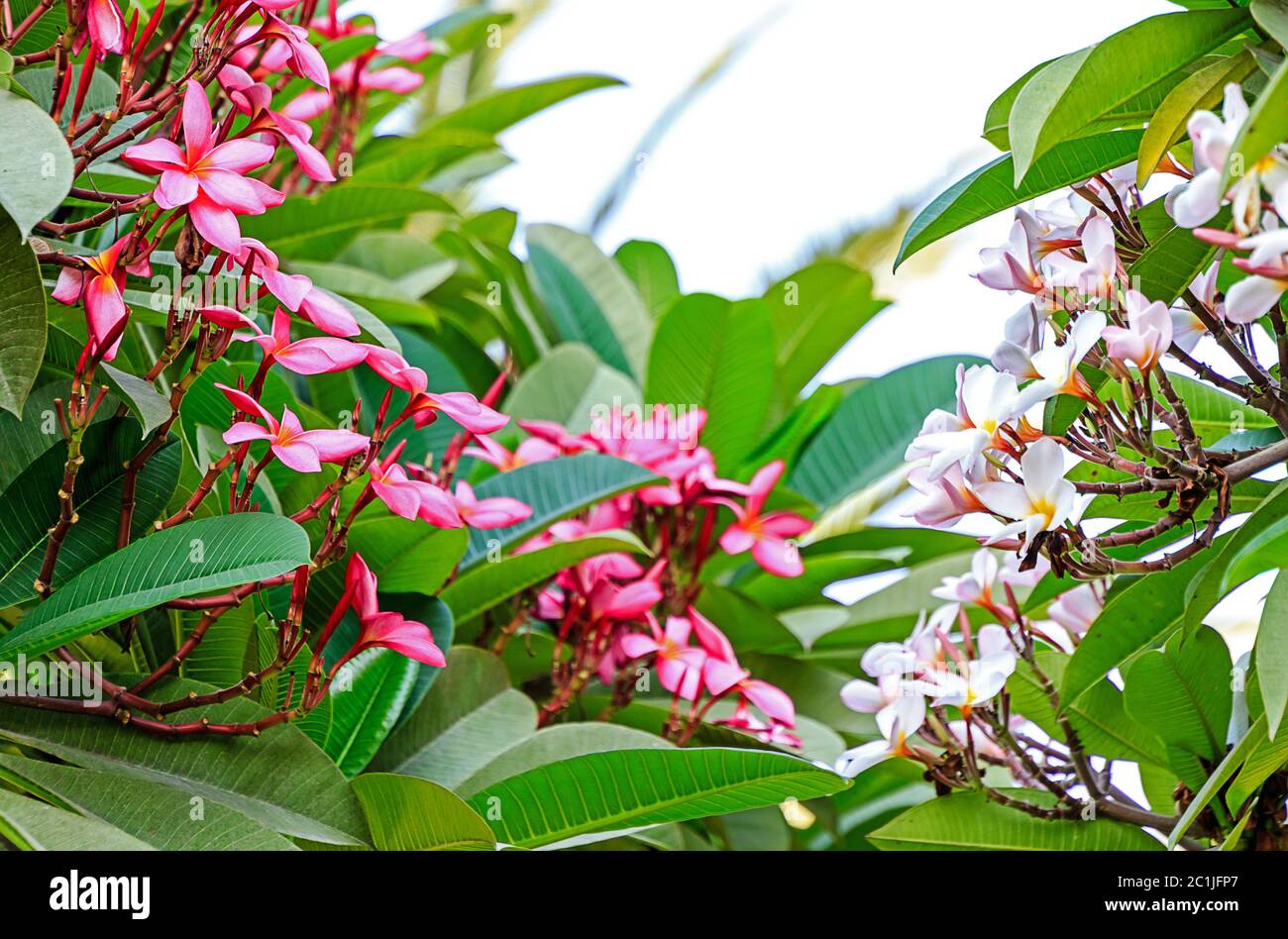 Frangipanier rouge plumeria rubra Banque de photographies et d’images à ...