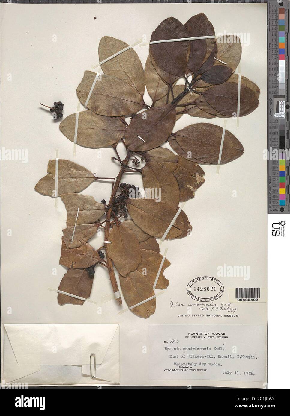 Ilex anomala Banque de photographies et d’images à haute résolution - Alamy