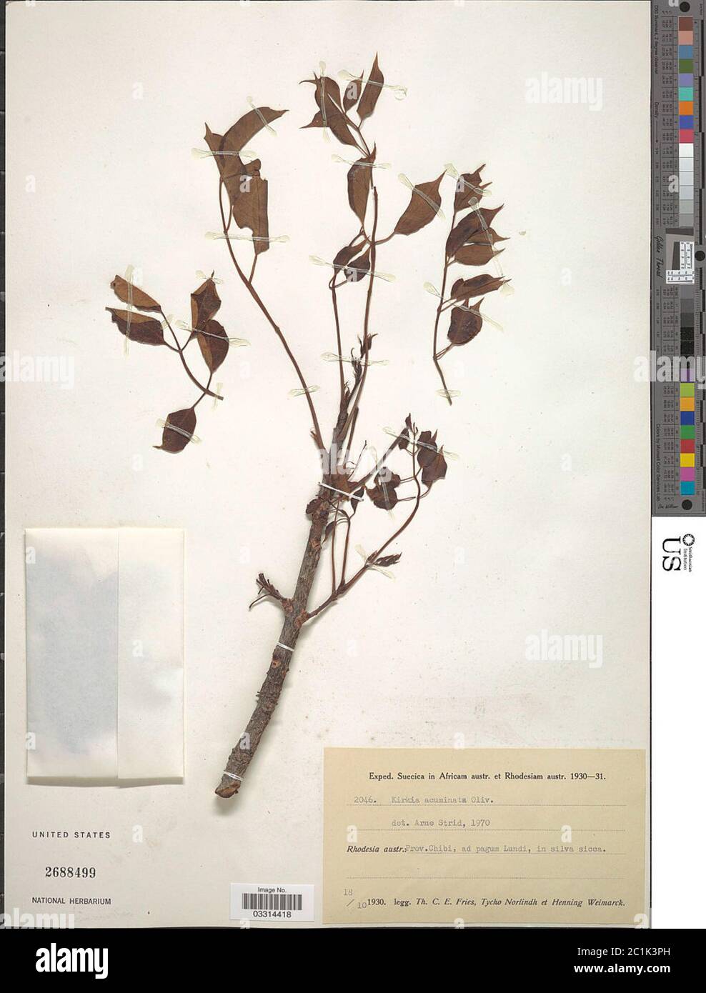 Kirkia acuminata Banque de photographies et d’images à haute résolution ...