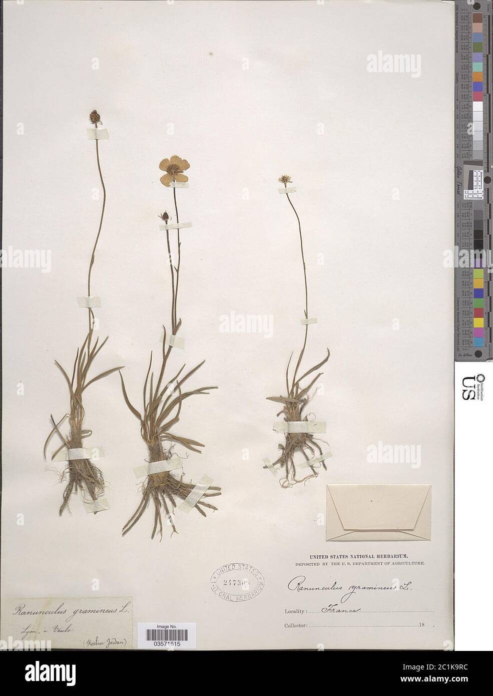 Ranunculus gramineus Banque de photographies et d’images à haute ...