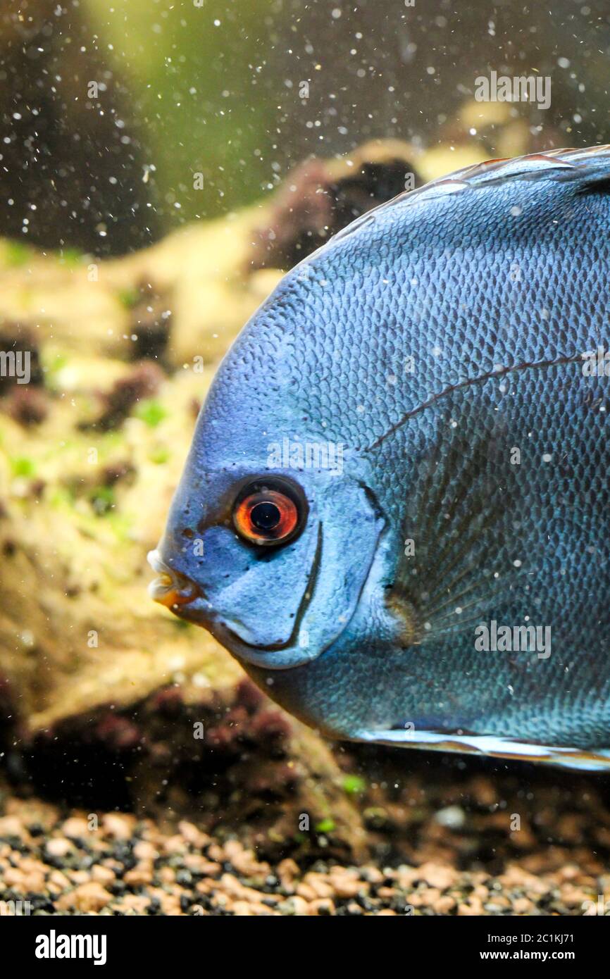 Discus fish portrait Banque de photographies et d’images à haute ...