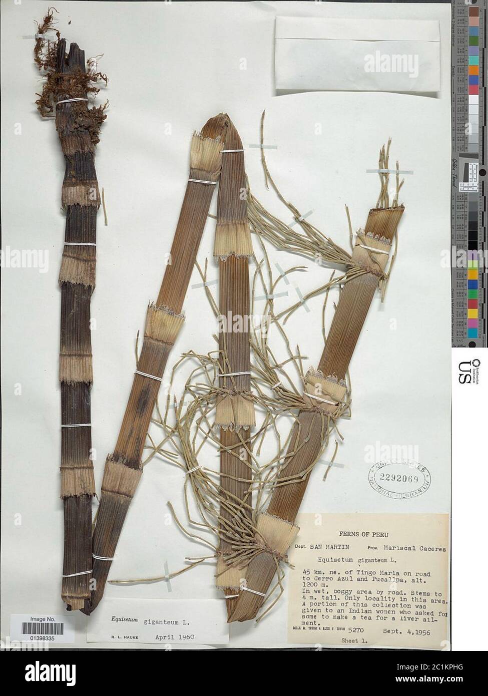 Prêle géante equisetum giganteum Banque de photographies et d’images à ...
