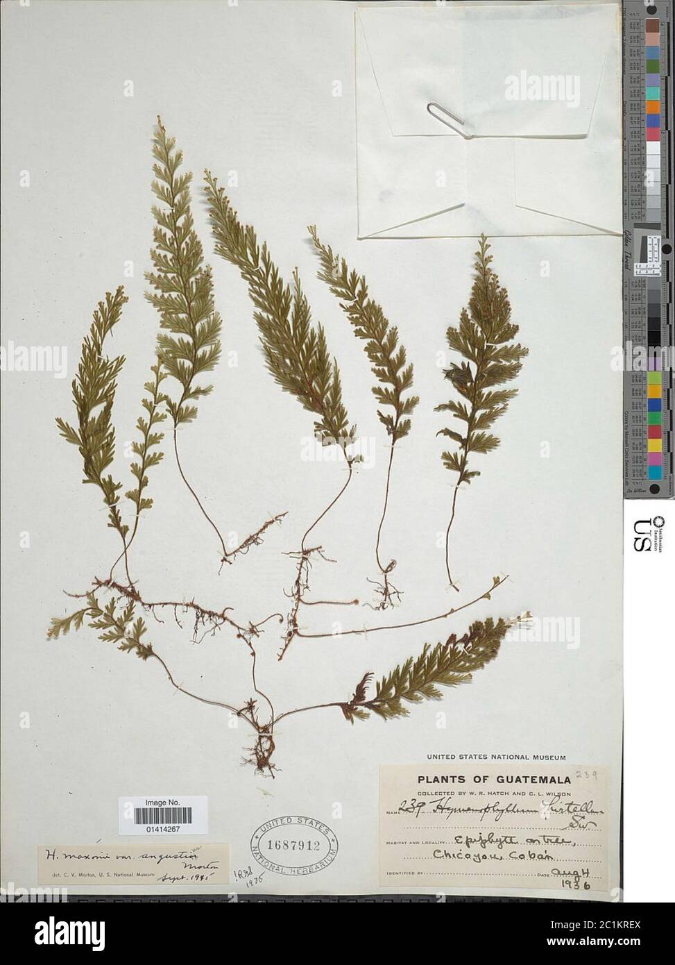 Hymenophyllum maxonii Christ ex CV Morton Hymenophyllum maxonii Christ ...