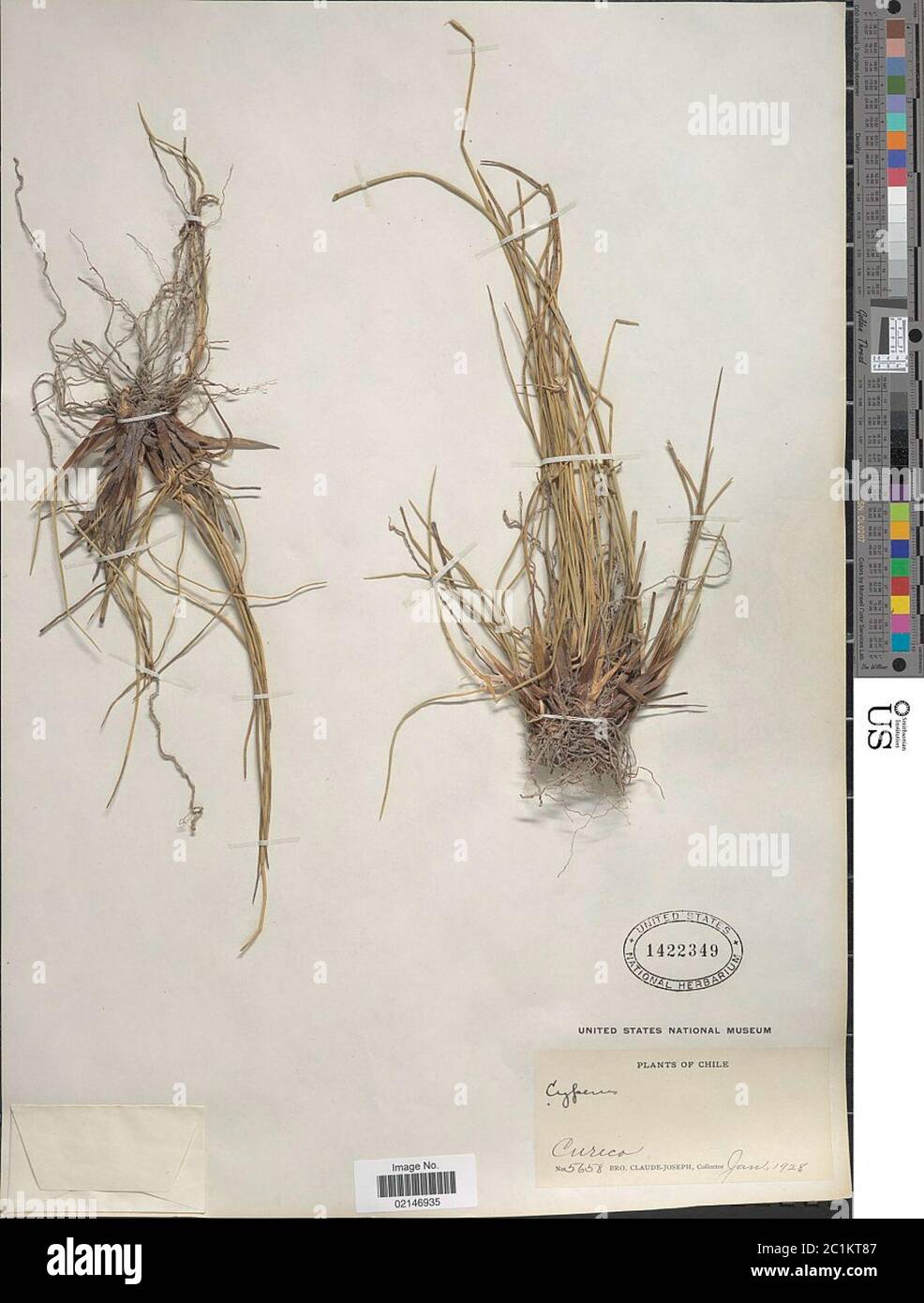 Cyperus cyperus sp Banque de photographies et d’images à haute ...