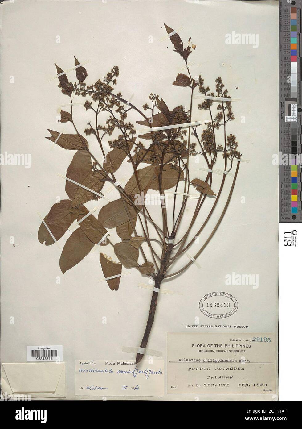 Azadirachta excelsa Banque de photographies et d’images à haute ...