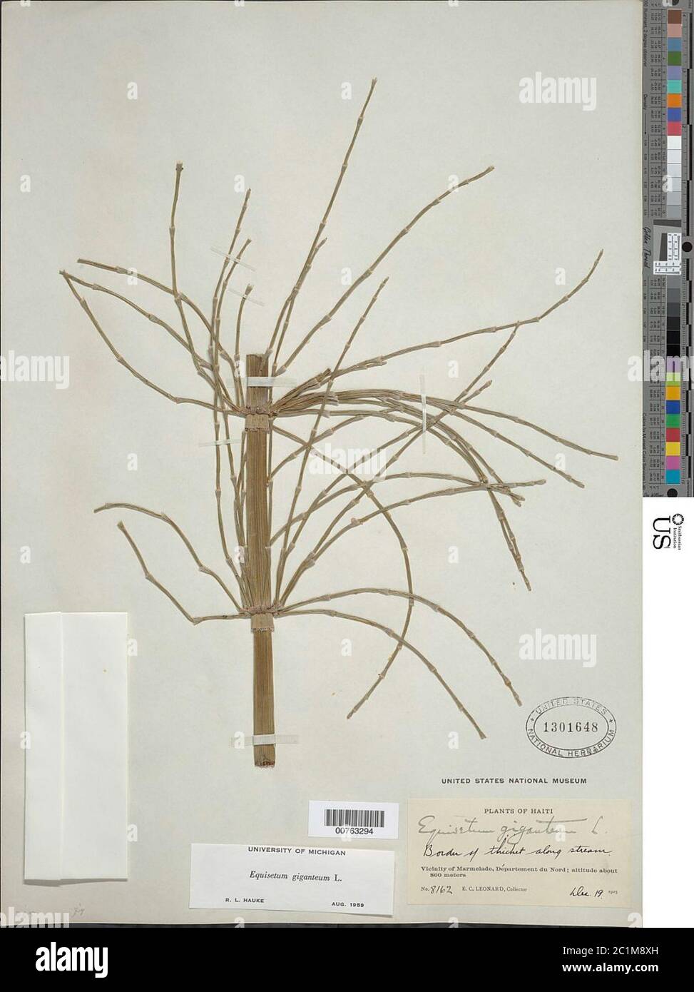 Prêle géante equisetum giganteum Banque de photographies et d’images à ...