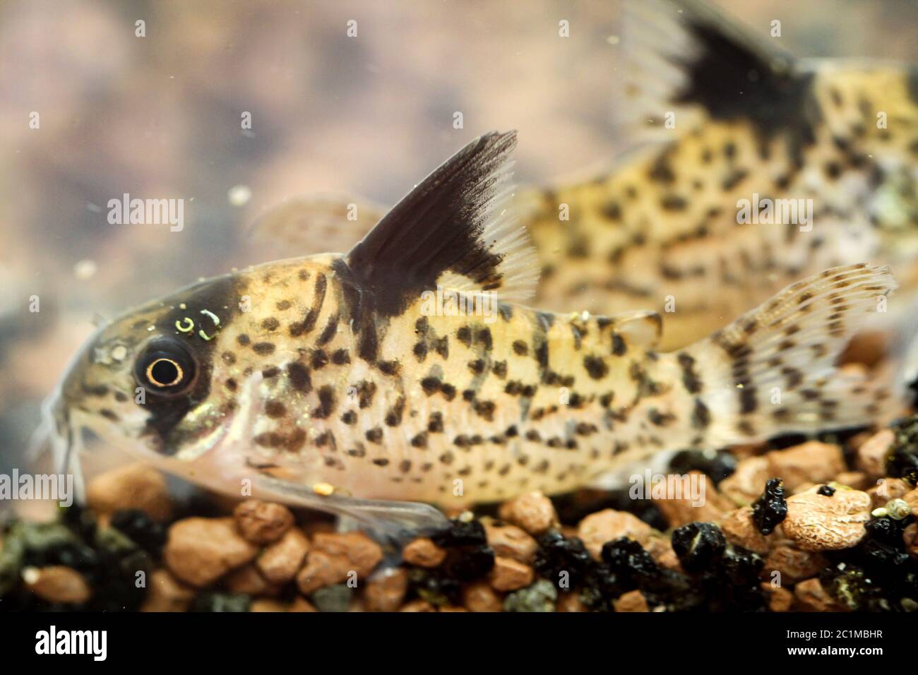 Poisson chat en mer Banque de photographies et d’images à haute ...