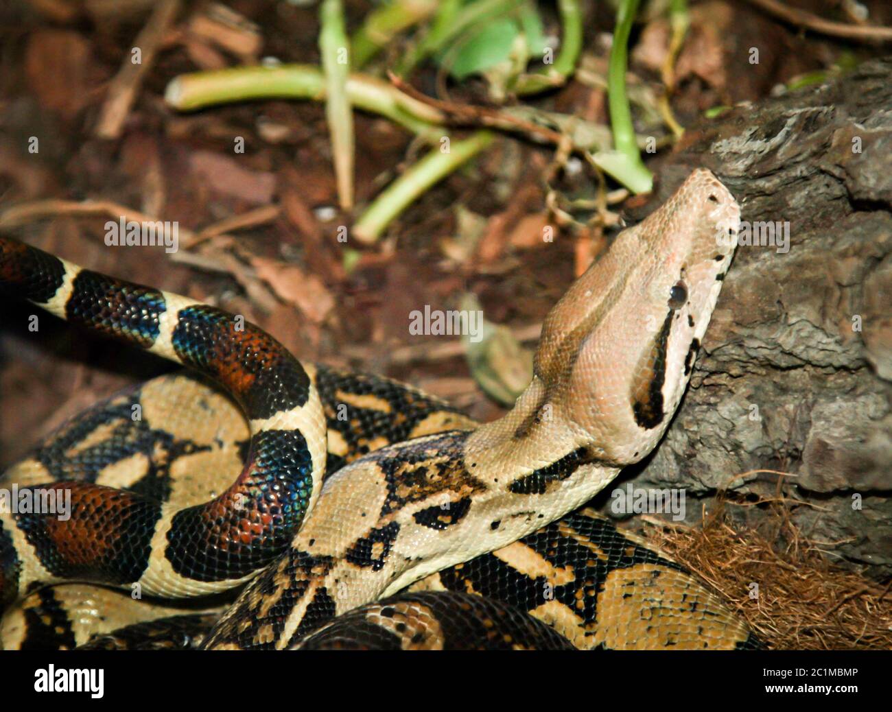 Détails d'un boa contrictor Photo Stock - Alamy