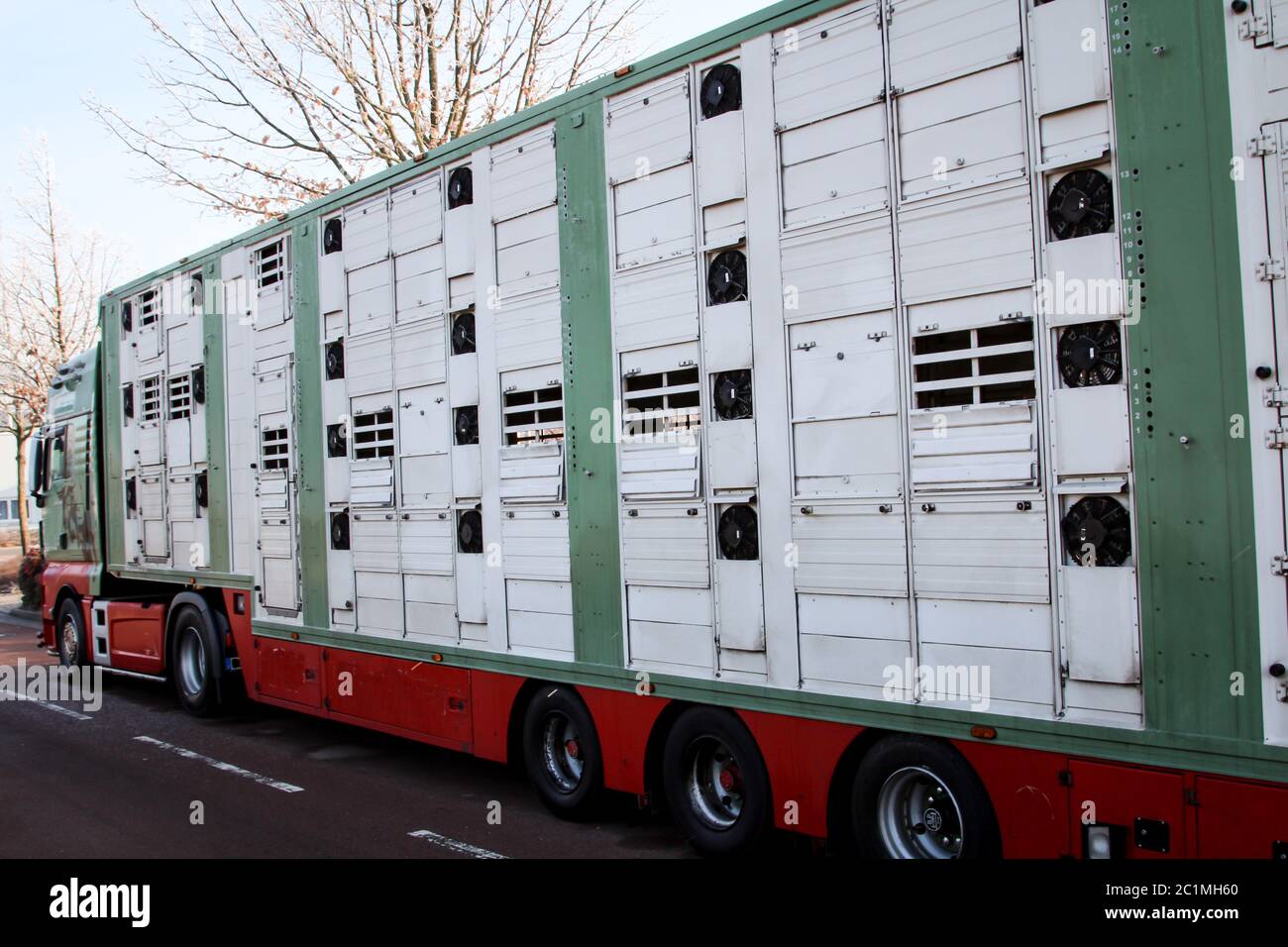Livestock processing cattle processing Banque de photographies et d ...