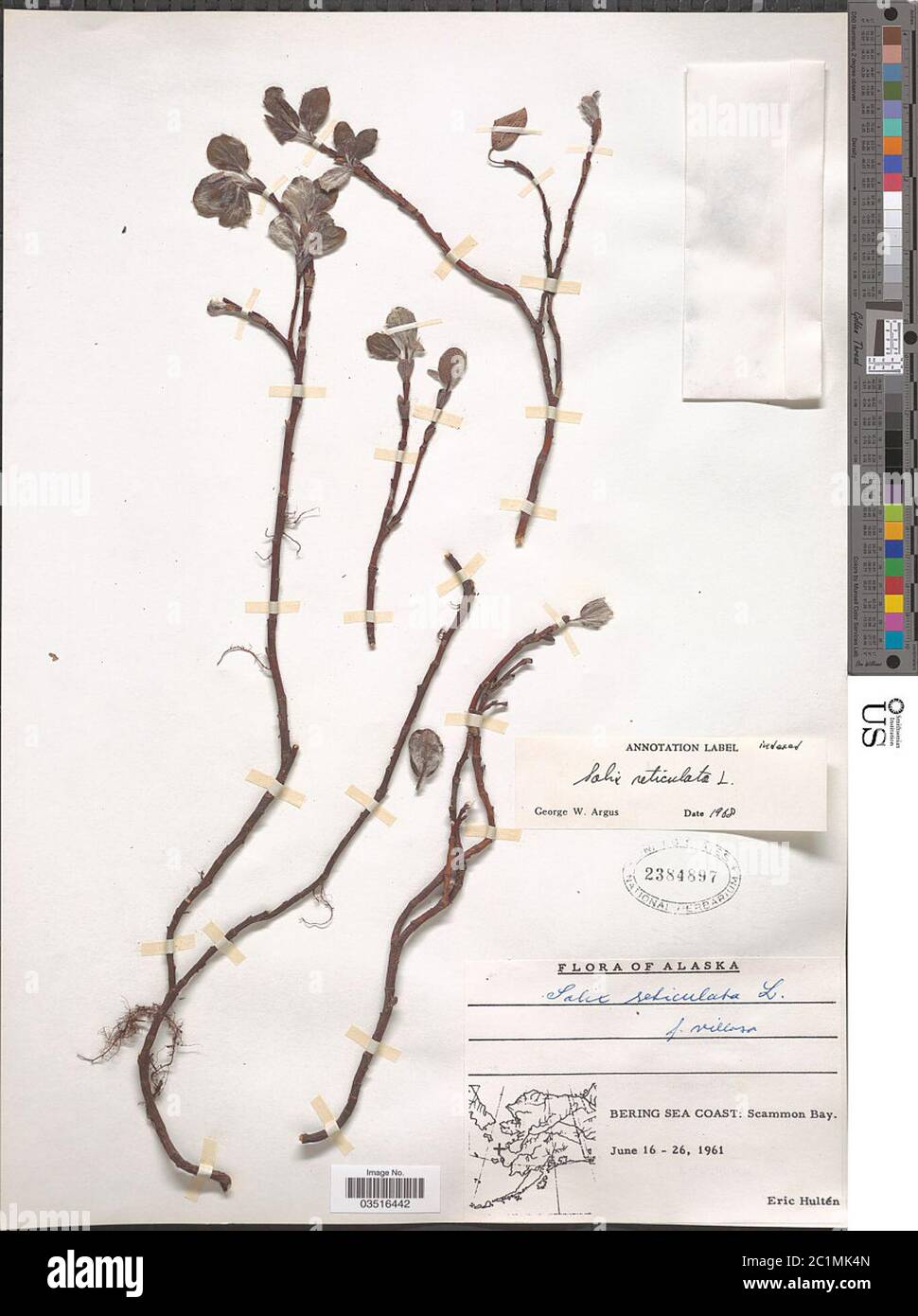 Salix reticulata Banque de photographies et d’images à haute résolution ...