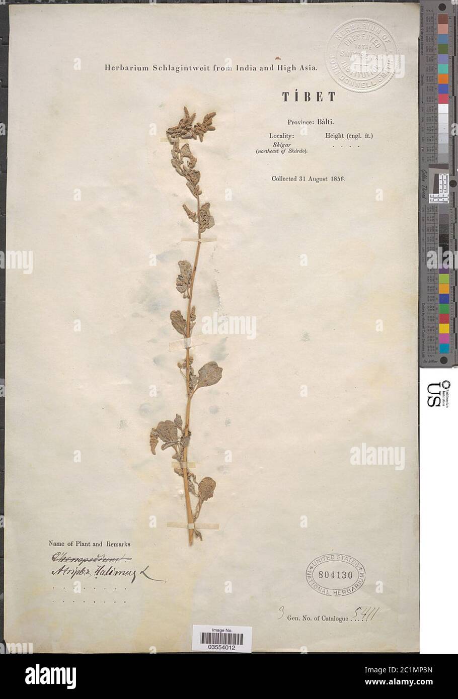 Atriplex halimus Banque de photographies et d’images à haute résolution ...