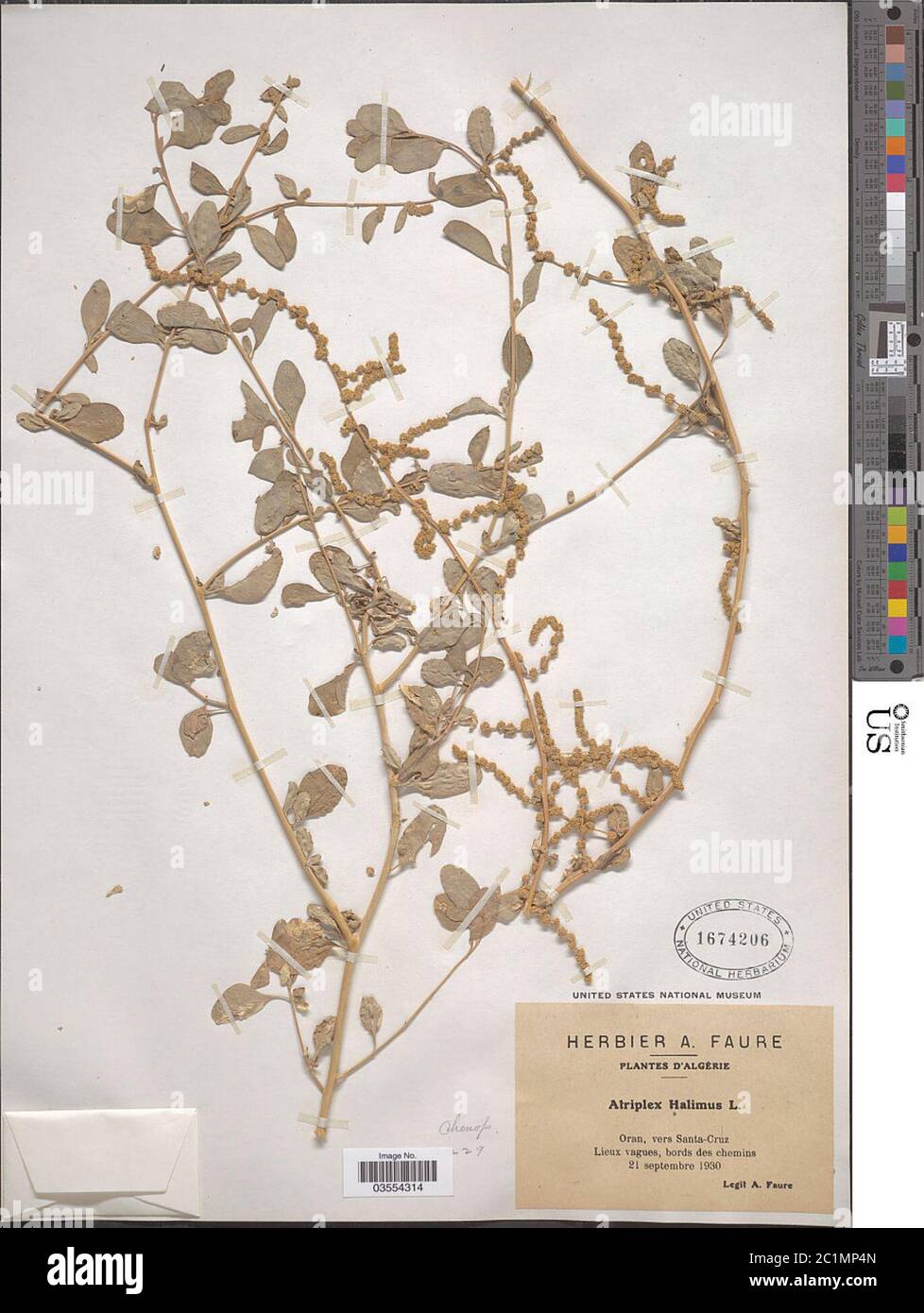 Atriplex halimus Banque de photographies et d’images à haute résolution ...