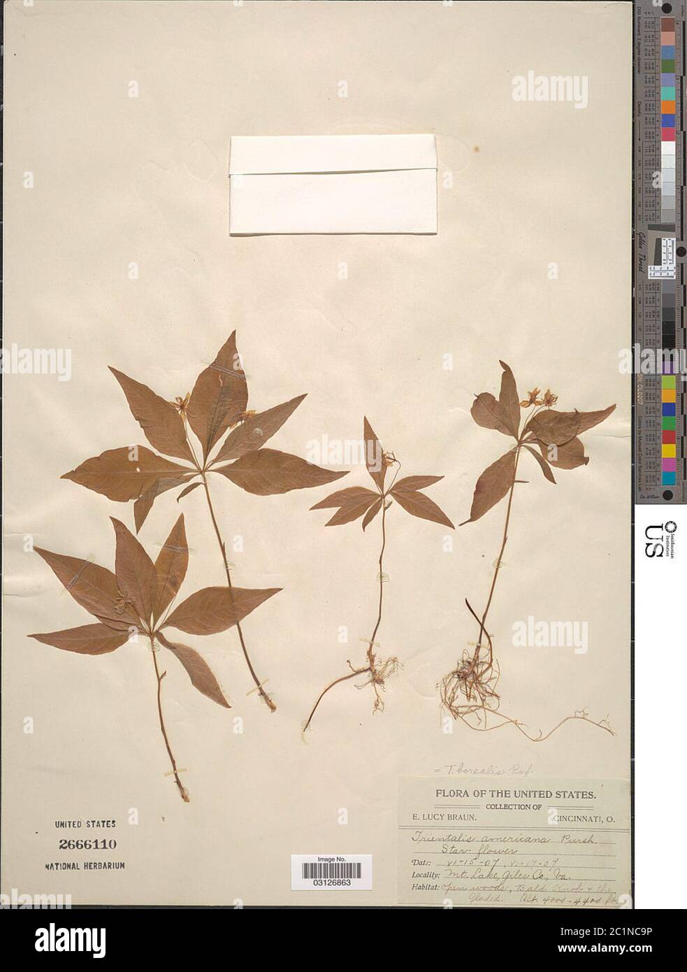 Trientalis borealis Banque de photographies et d’images à haute ...