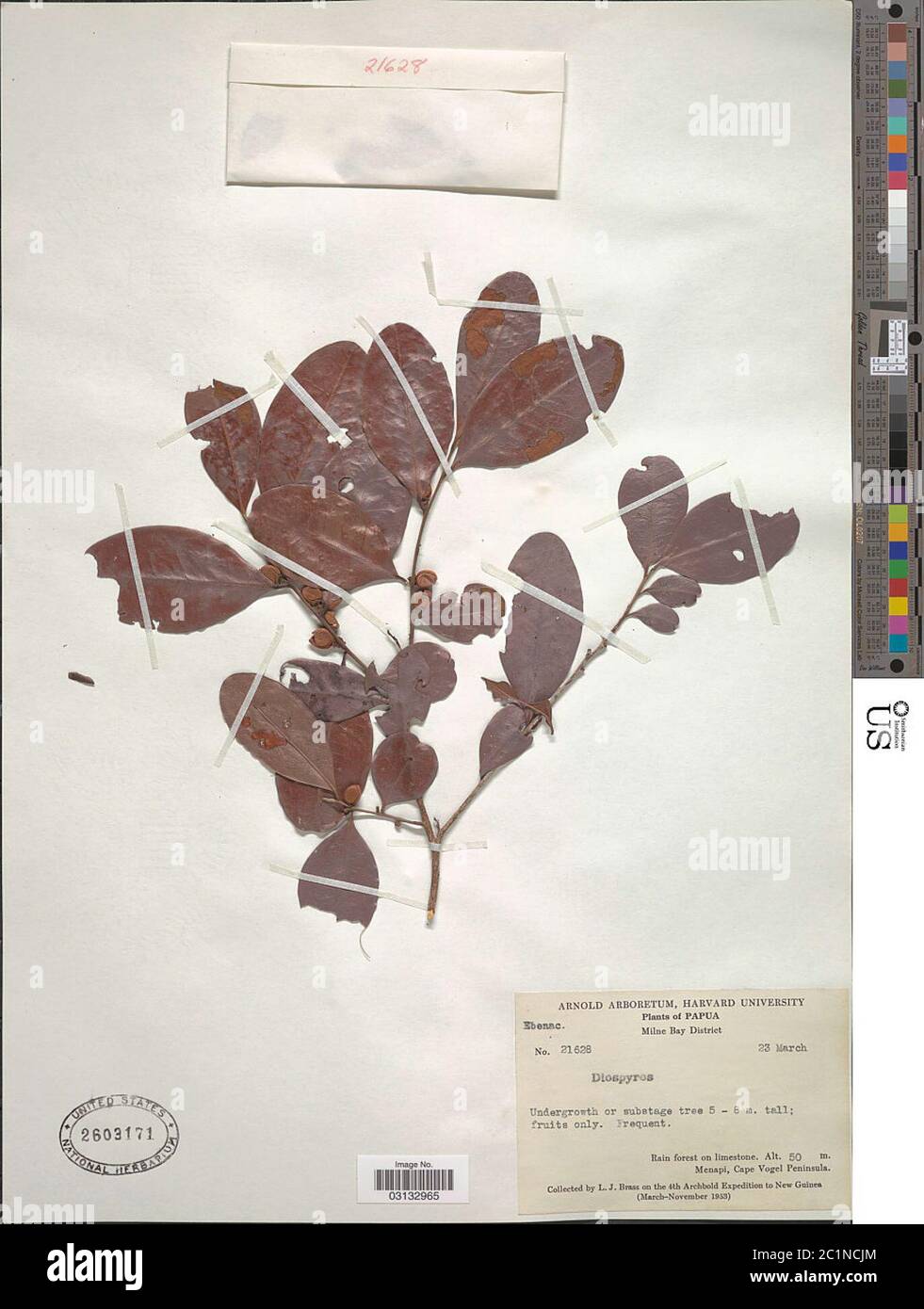 Diospyros sp Banque de photographies et d’images à haute résolution - Alamy