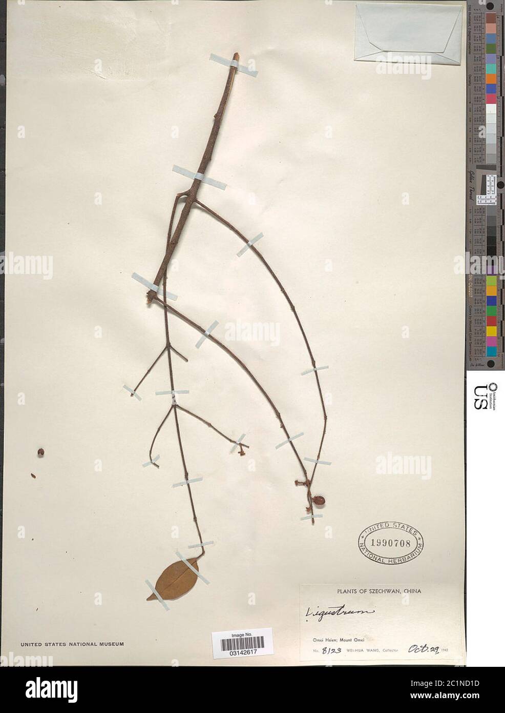 Ligustrum sp Banque de photographies et d’images à haute résolution - Alamy