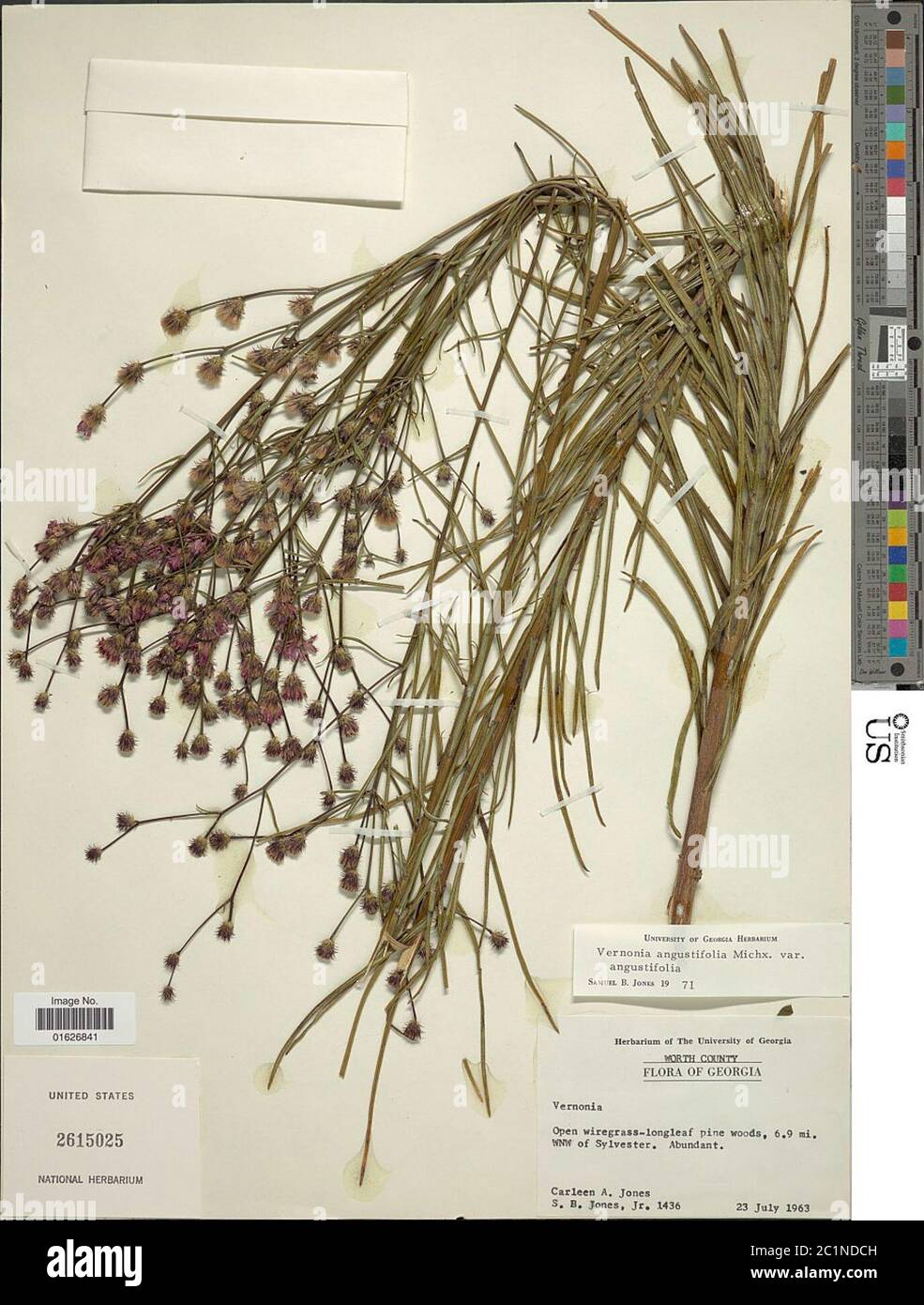 Vernonia angustifolia var angustifolia Vernonia angustifolia var ...