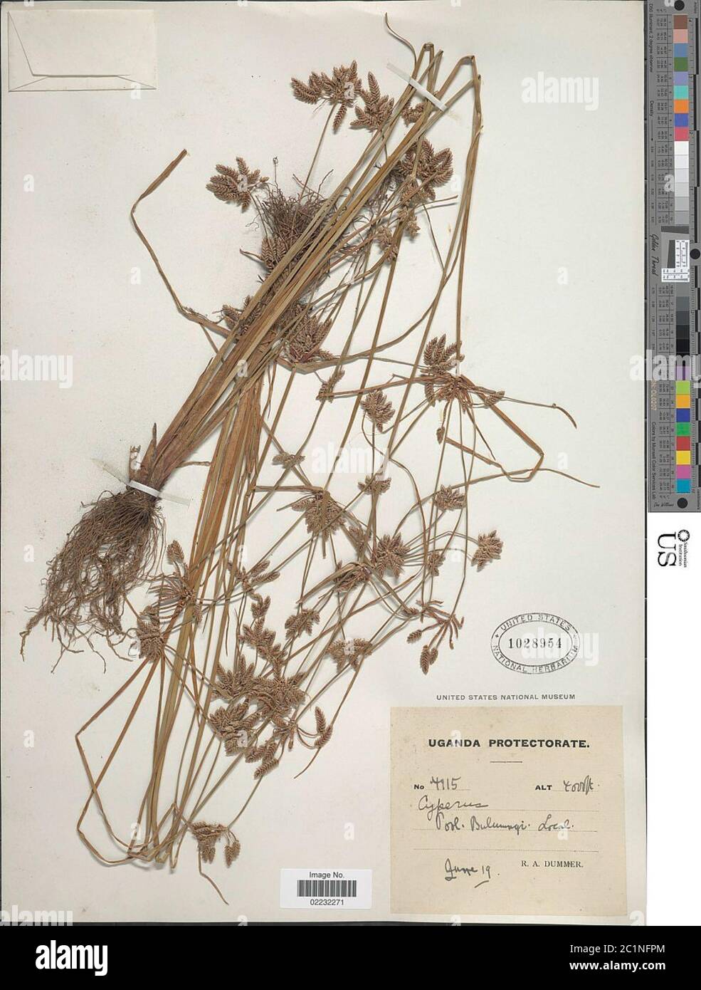 Cyperus cyperus sp Banque de photographies et d’images à haute ...