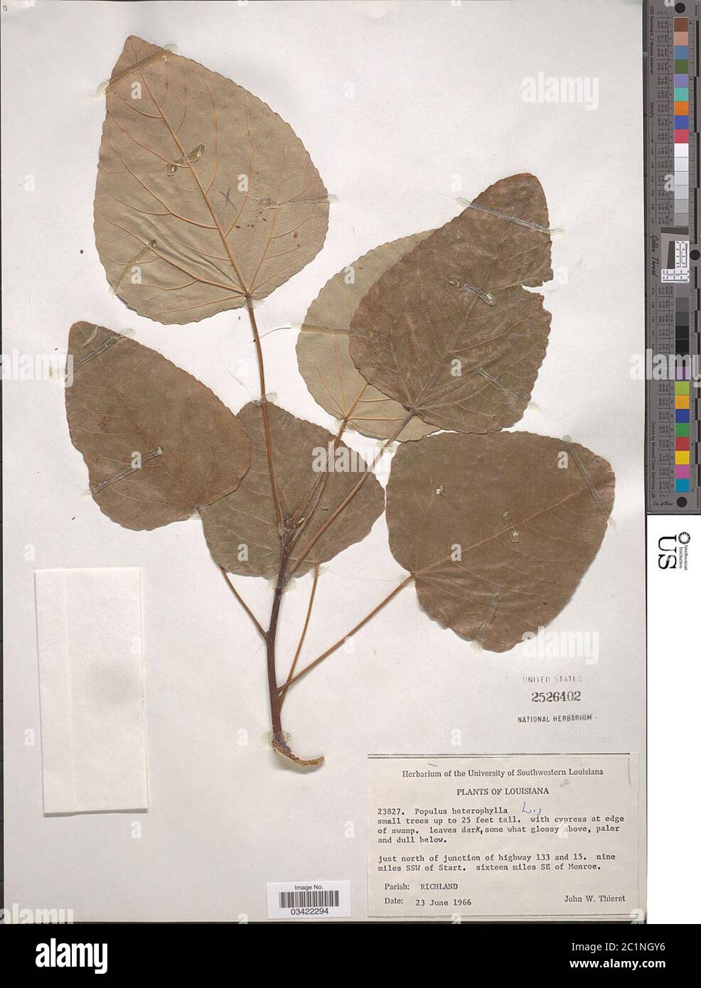 Populus heterophylla Banque de photographies et d’images à haute ...