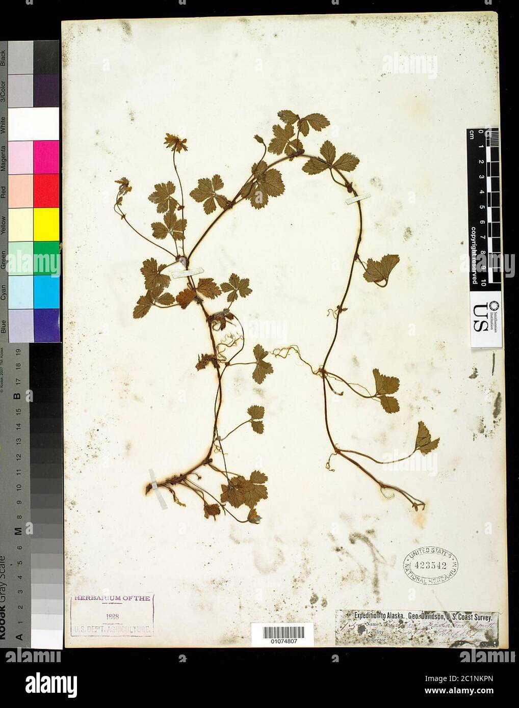 Rubus pedatus Banque de photographies et d’images à haute résolution ...