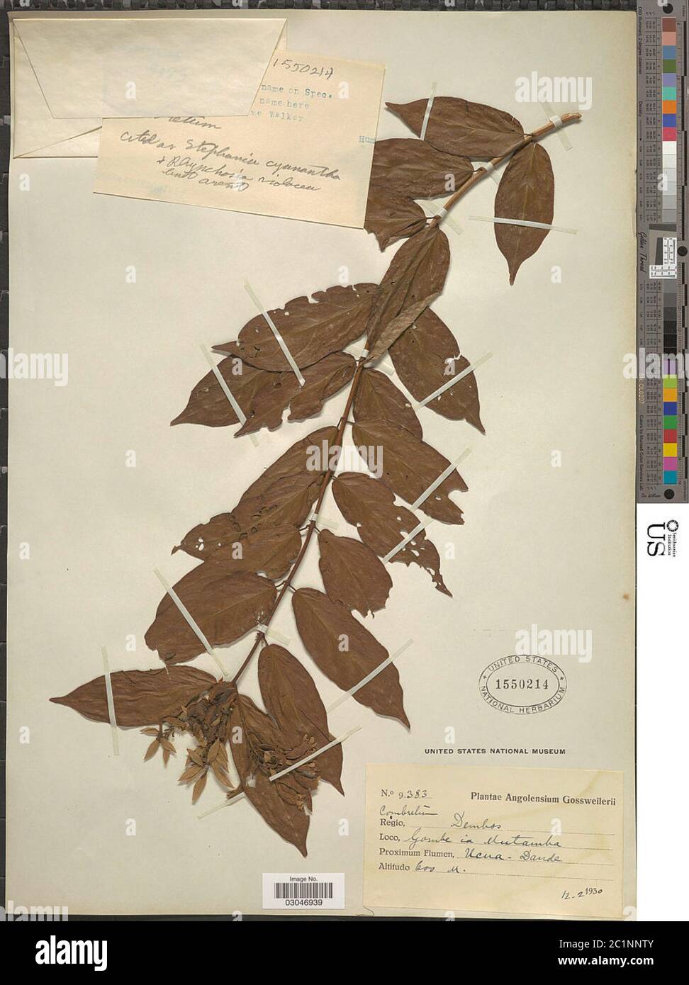 Combretum sp Banque de photographies et d’images à haute résolution - Alamy