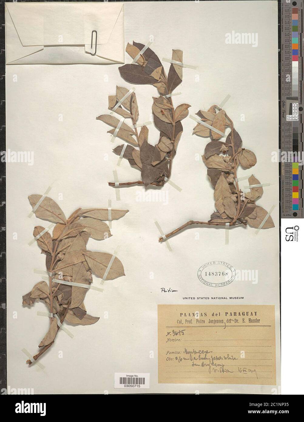 Psidium sp Banque de photographies et d’images à haute résolution - Alamy