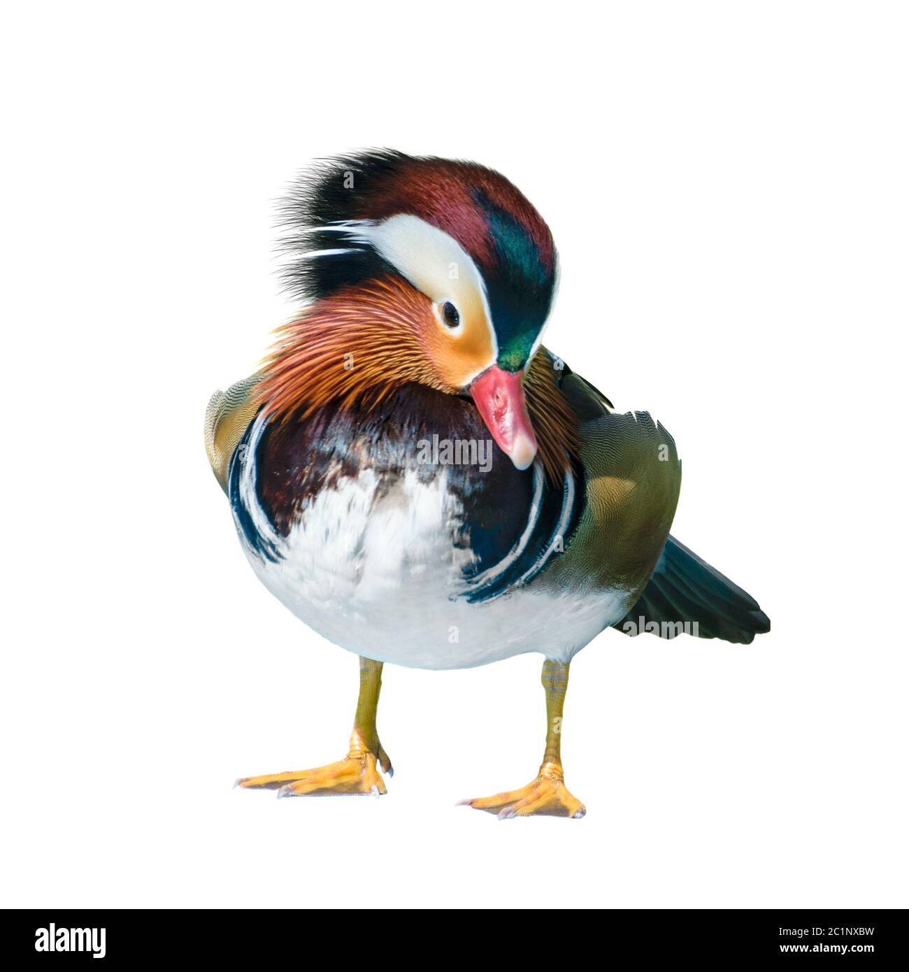Male duck Banque d'images détourées - Alamy