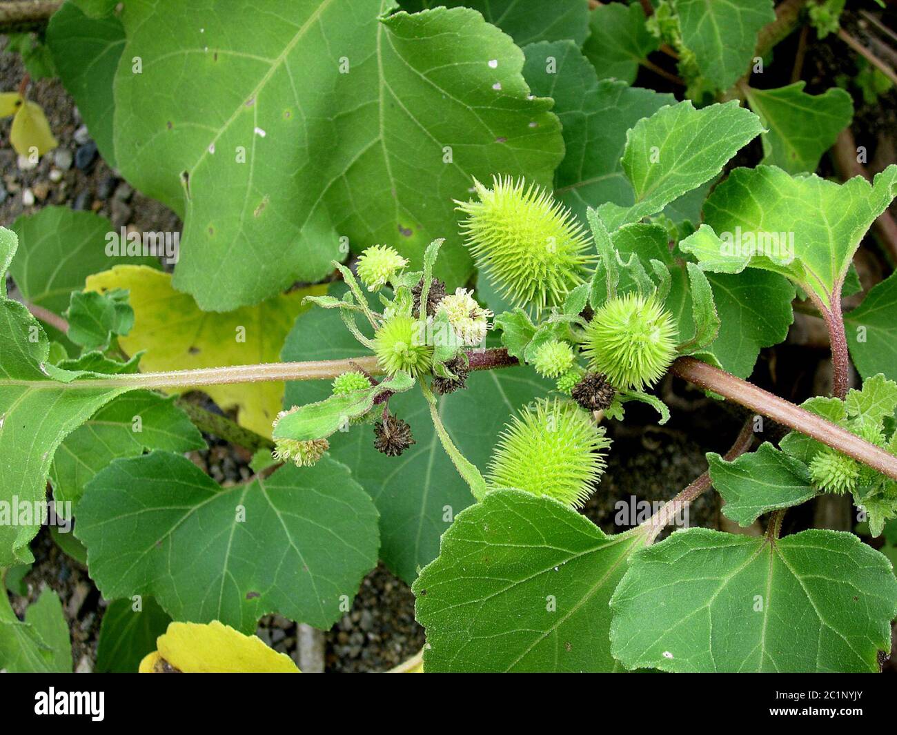Xanthium strumarium Banque de photographies et d’images à haute ...