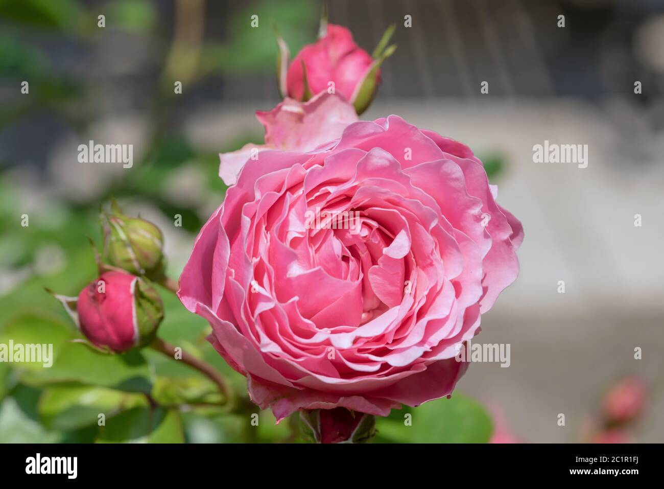 Plantes roses rouges Banque de photographies et d’images à haute ...