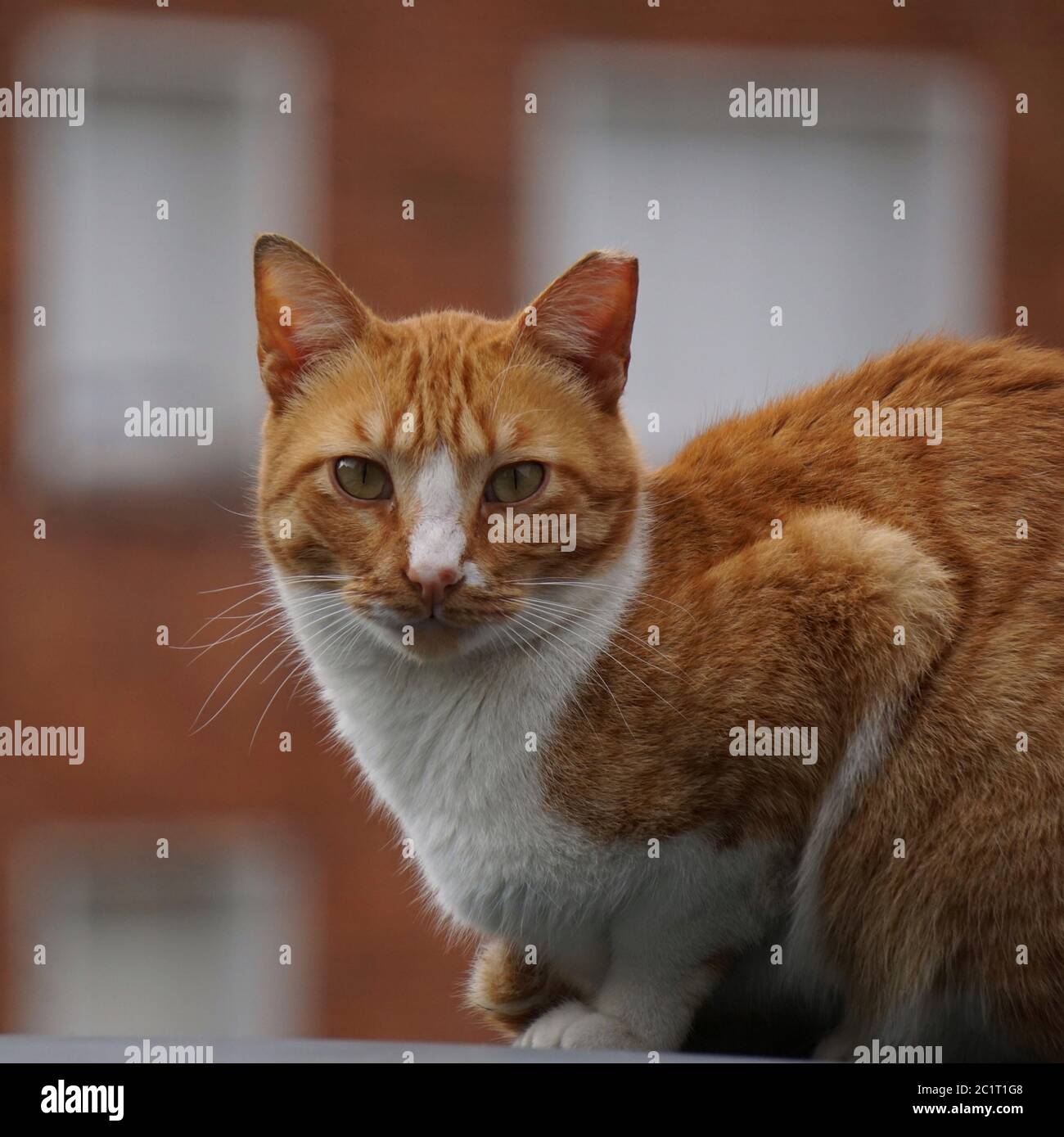 Chat brun Banque de photographies et d’images à haute résolution - Alamy