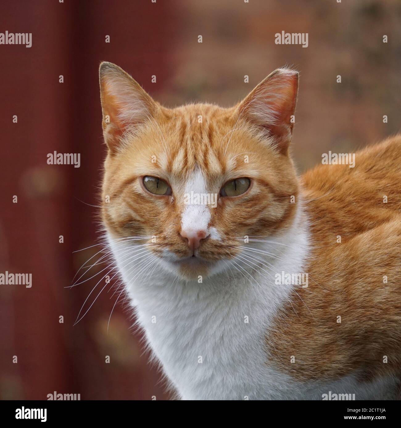 Chat brun Banque de photographies et d’images à haute résolution - Alamy