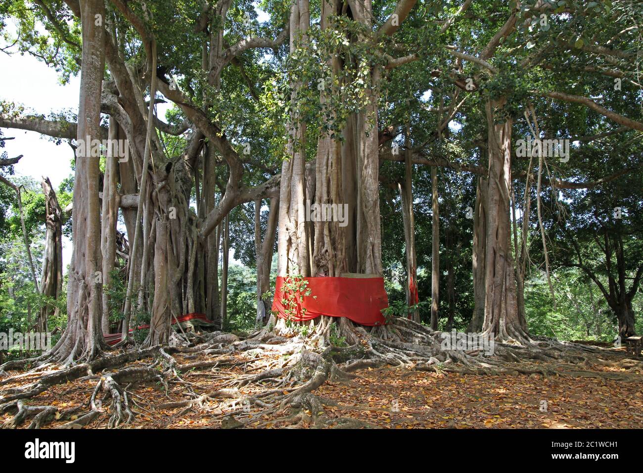 Banyan Tree sacré dans la forêt de banyan, (Ficus Urostigmate), Andoany ...