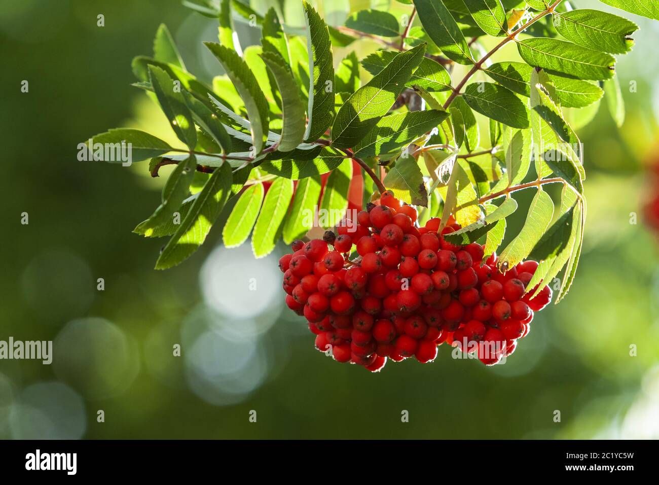 Fruits de cendre de montagne Banque de photographies et d’images à ...