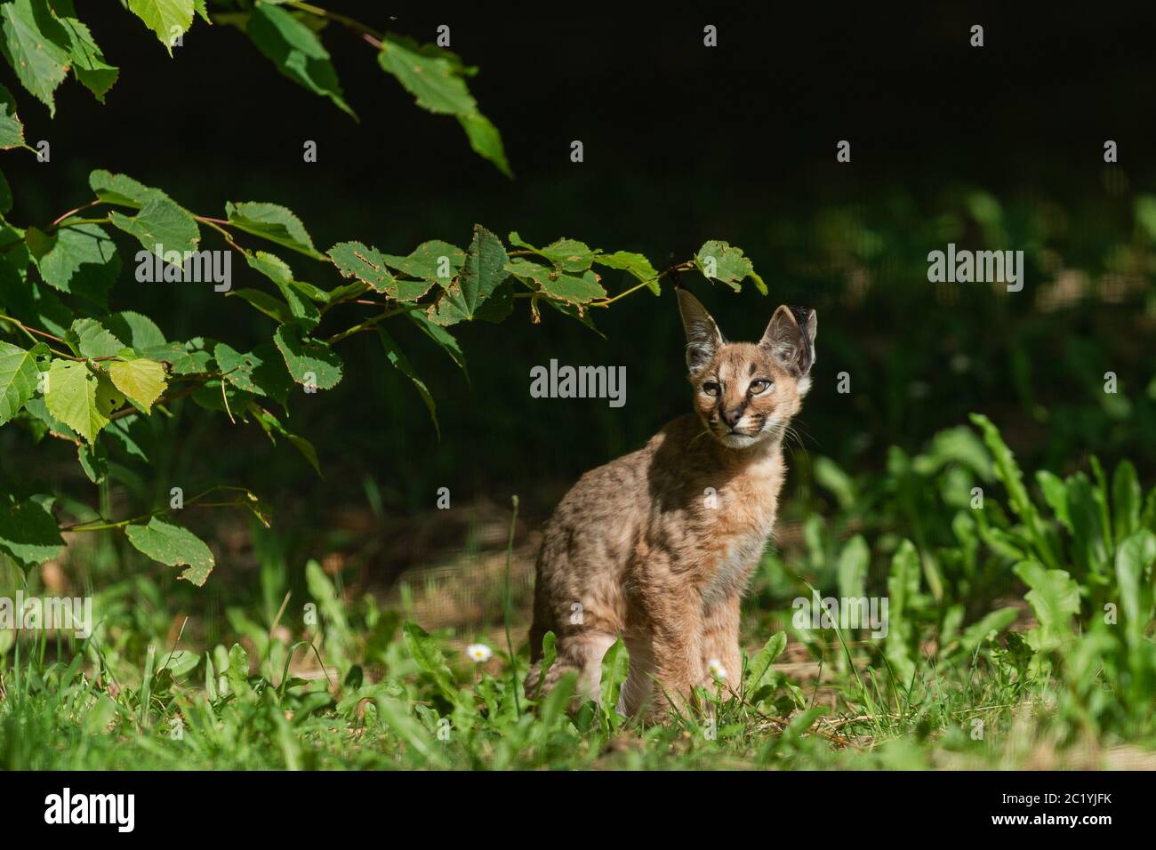 Chaton caracal Banque de photographies et d’images à haute résolution ...