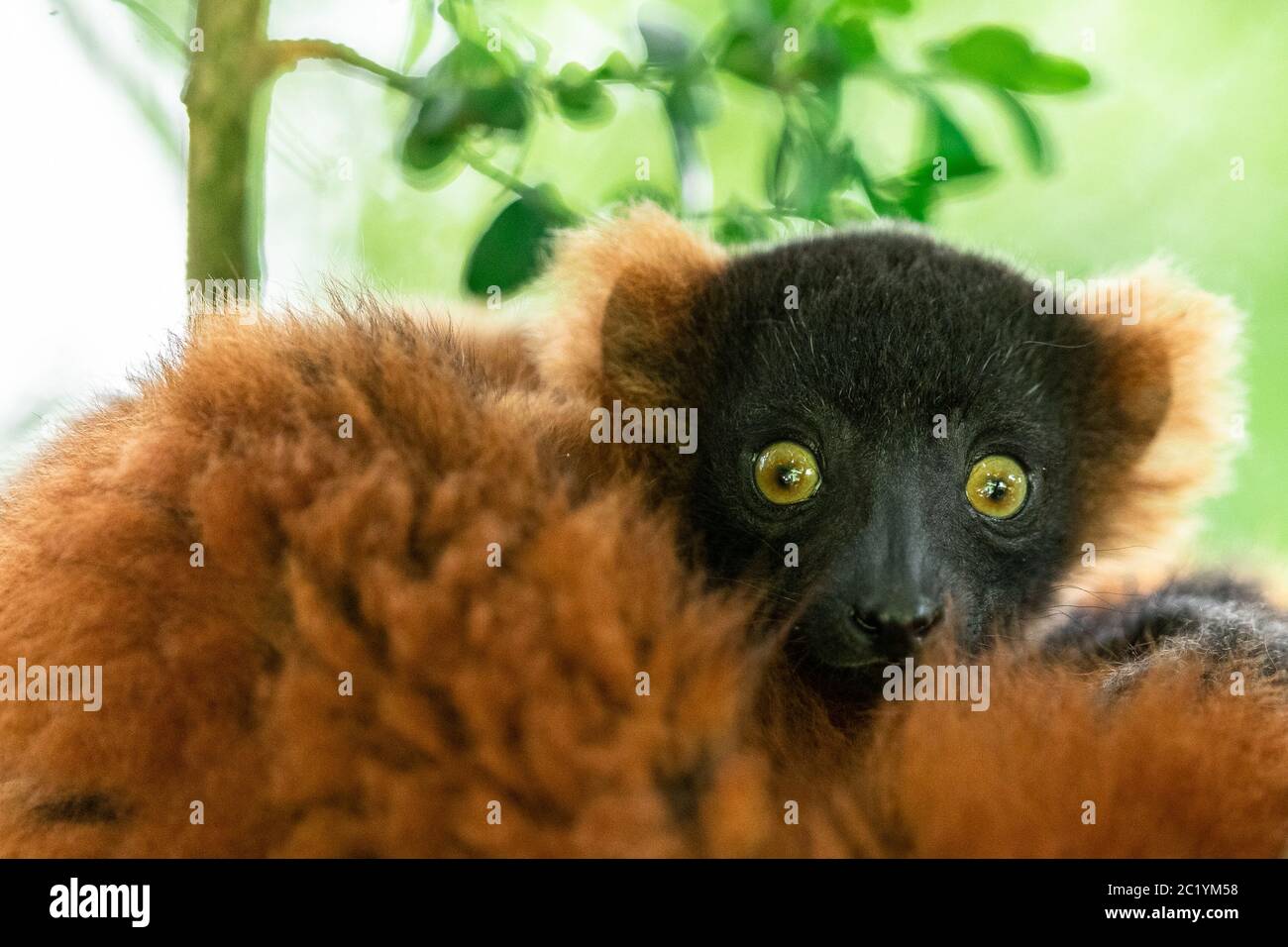 Vari roux Banque de photographies et d’images à haute résolution - Alamy