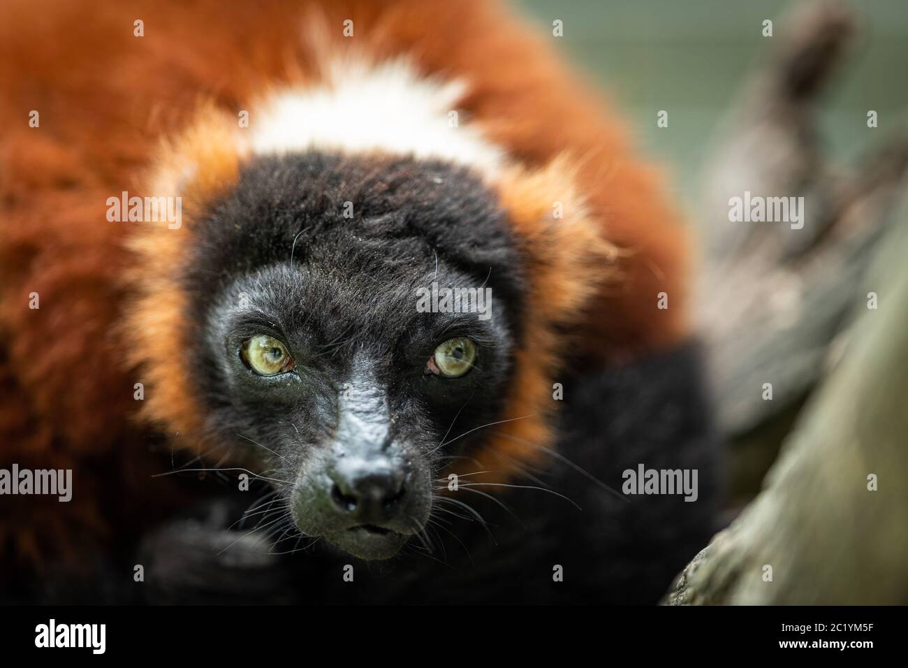 Vari roux Banque de photographies et d’images à haute résolution - Alamy