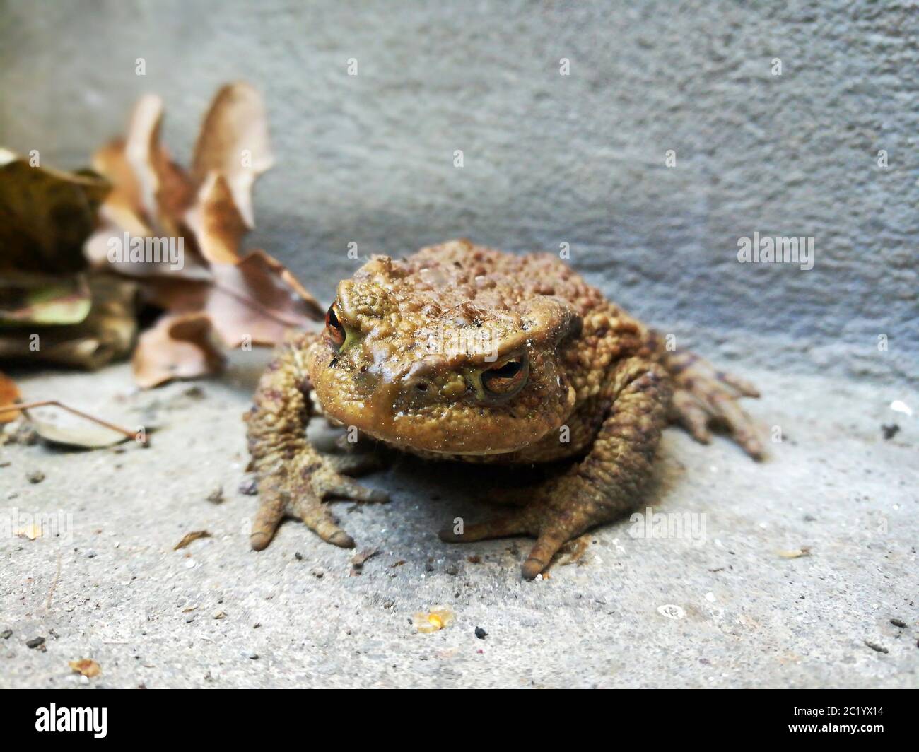 Earth toad Banque de photographies et d’images à haute résolution - Alamy