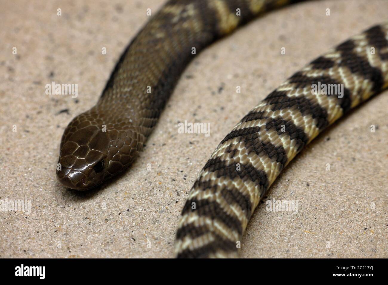 Serpents cobra Banque de photographies et d’images à haute résolution - Alamy