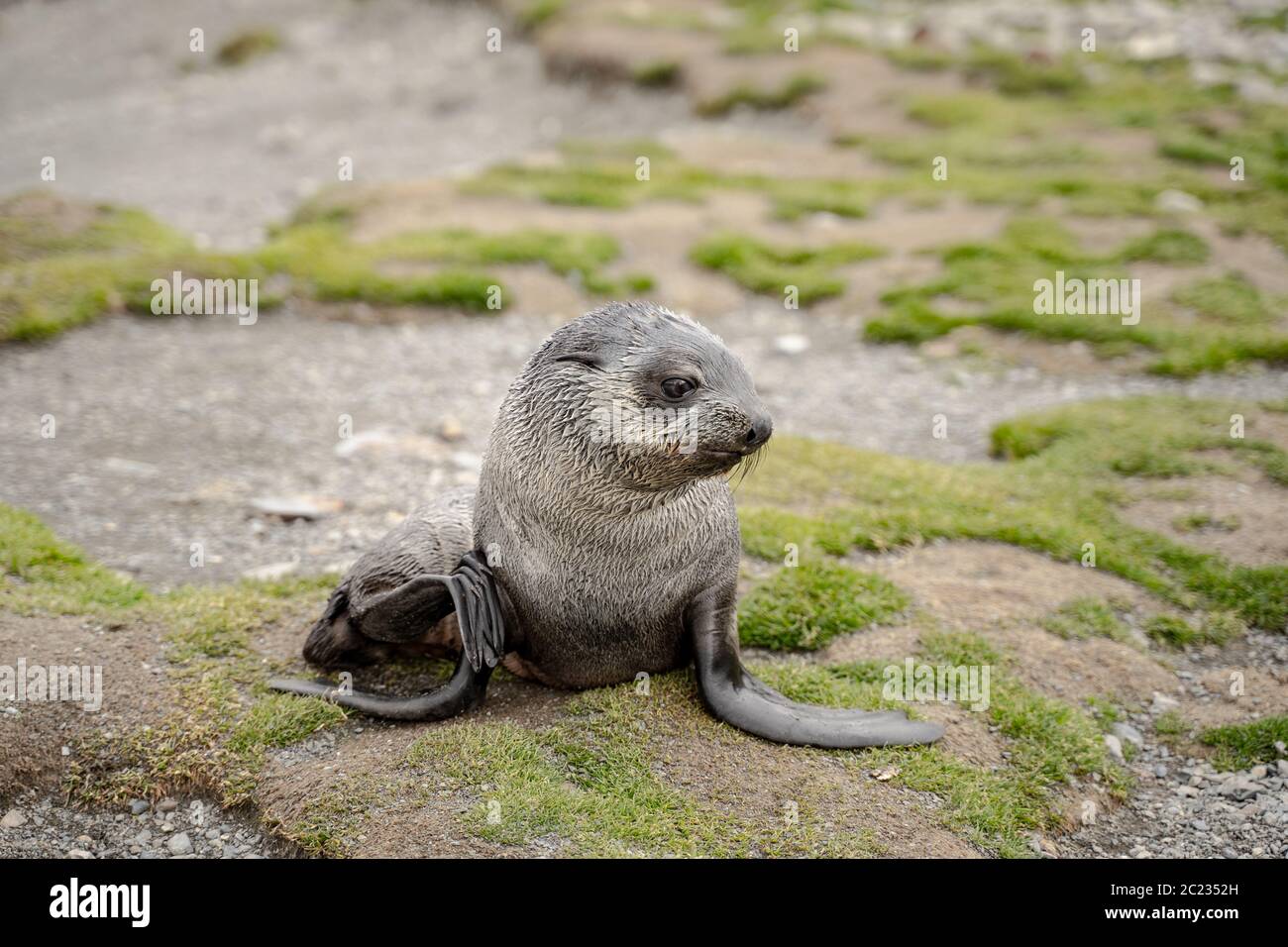 Animal Marin De Phoque Banque d'image et photos - Alamy